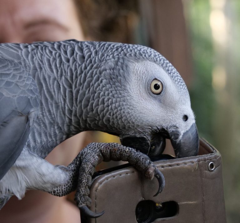 Beschäftigung des Graupapageis – Graupapageien Haltung
